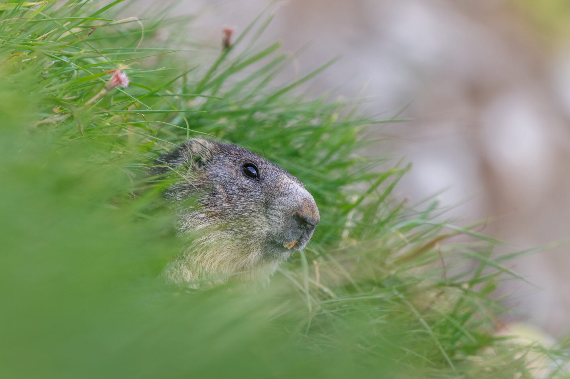 Vole Identification & Prevention In Collegeville, PA | Terra Pest ...